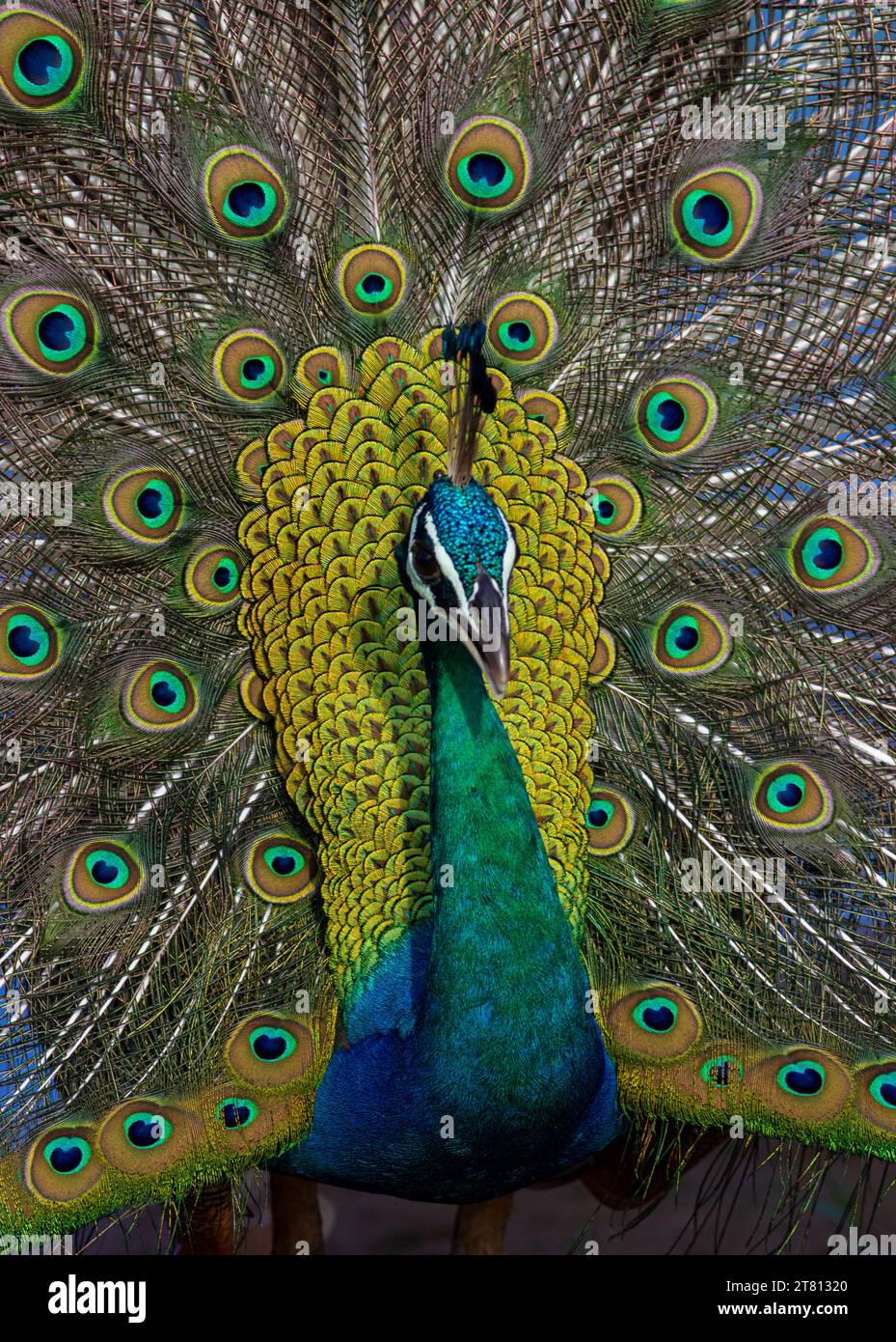 Vibrant Majestic Close-Up glowing Peacock Displaying Stunning Feathers ...