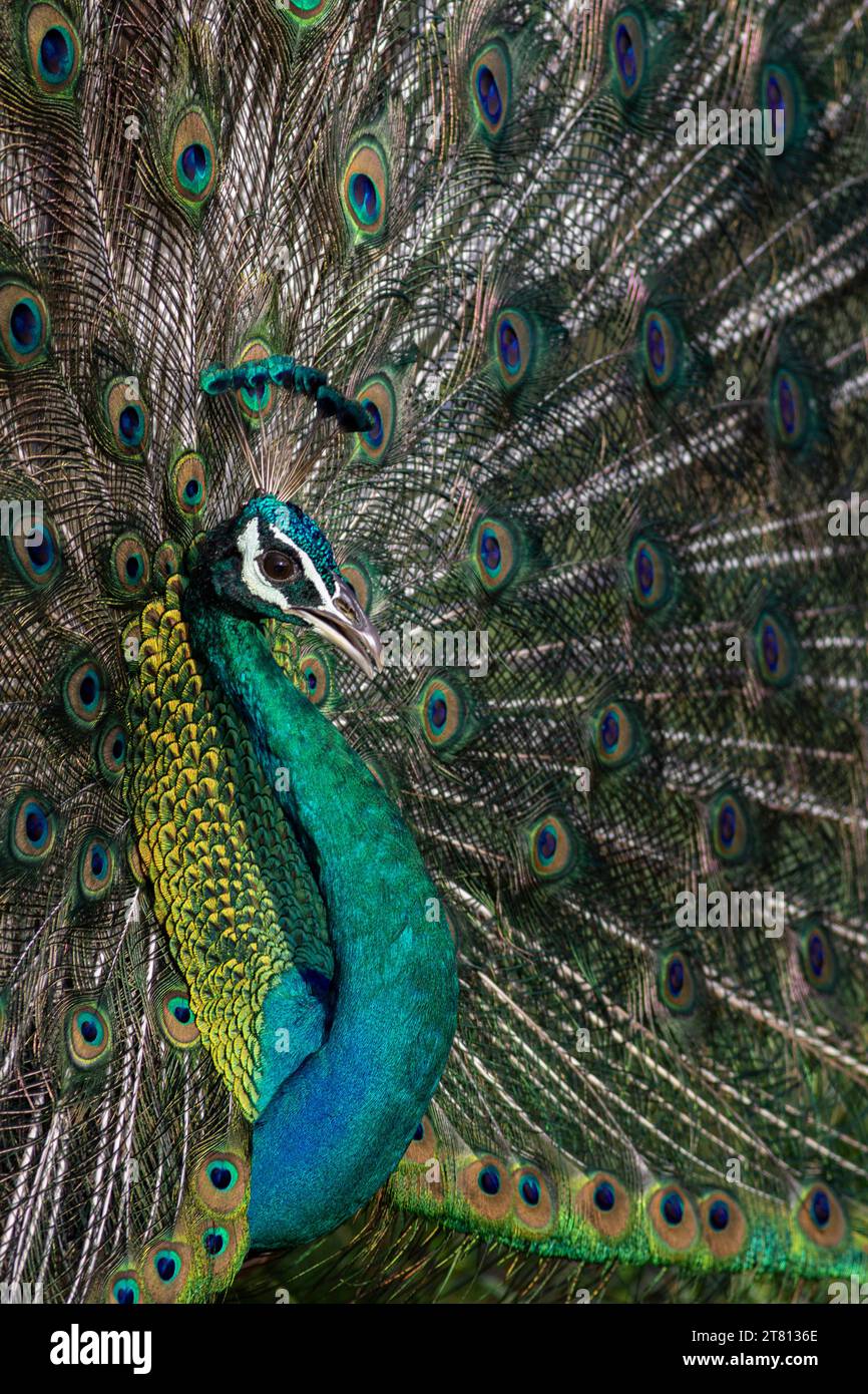 Vibrant Majestic Close-Up glowing Peacock Displaying Stunning Feathers ...