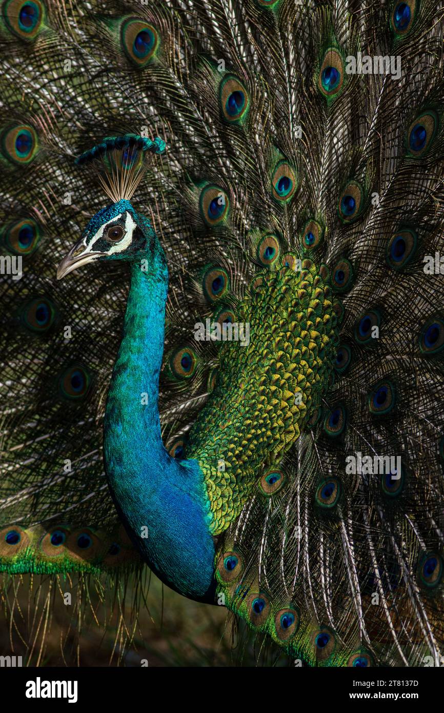 Vibrant Majestic Close-Up glowing Peacock Displaying Stunning Feathers ...