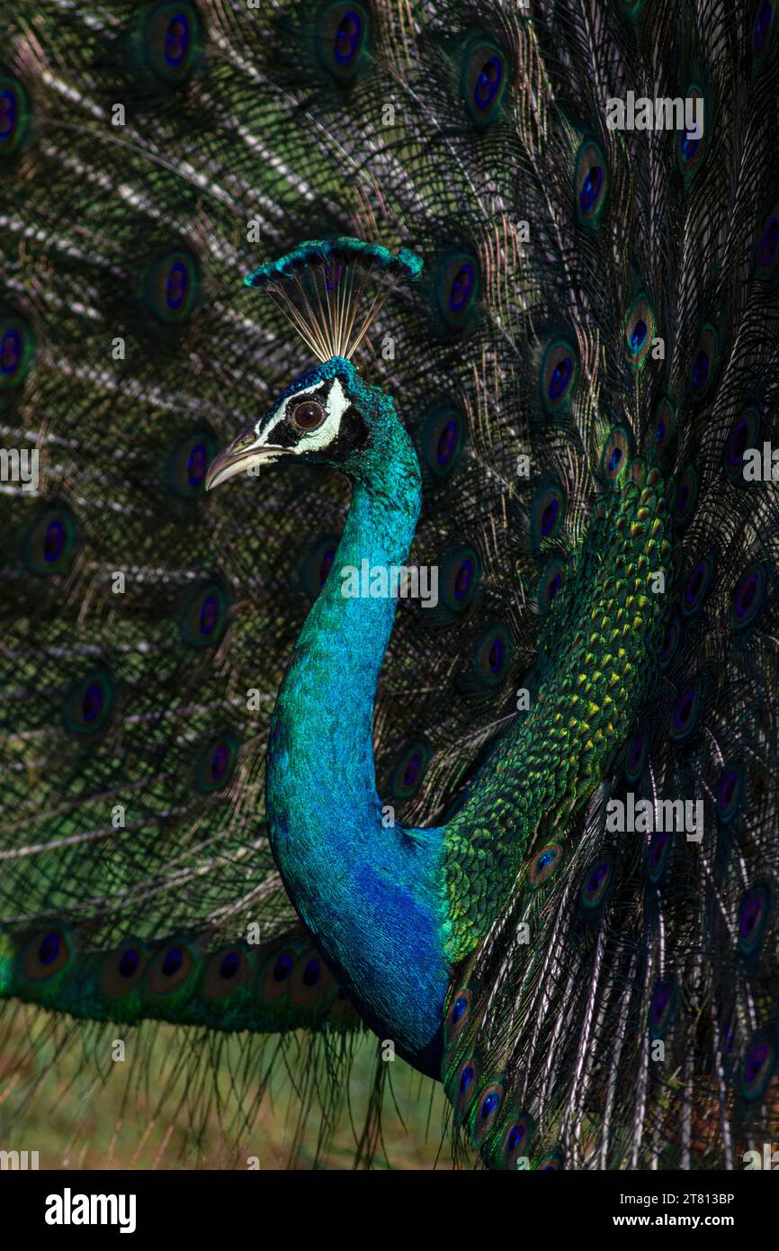 Vibrant Majestic Close-Up glowing Peacock Displaying Stunning Feathers ...