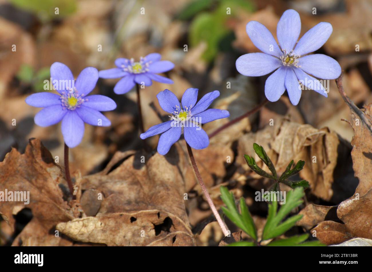 Spring in the wild in the woods bloom Hepatica nobilis Stock Photo - Alamy