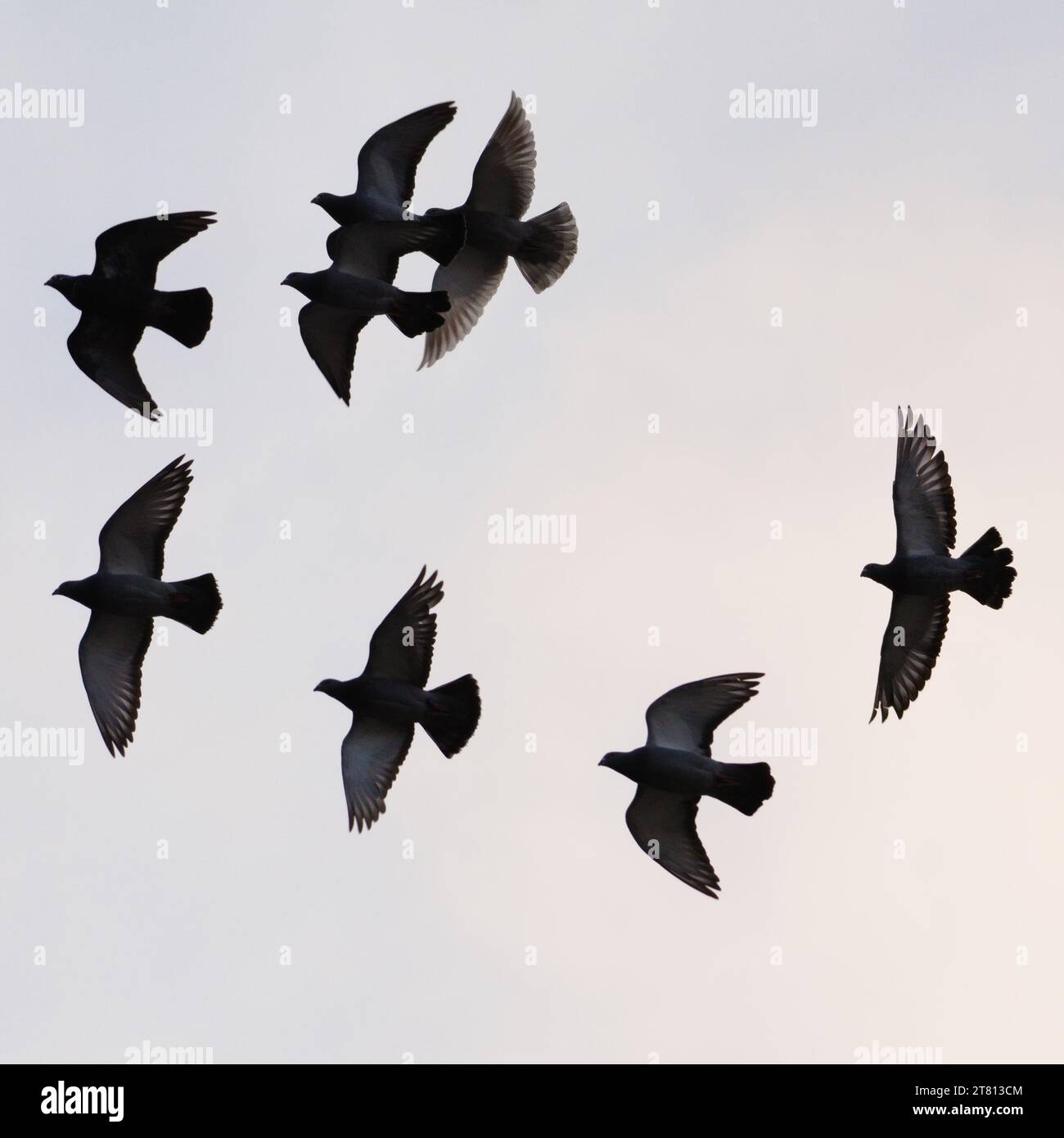 Flock of pigeon birds flying in the sky in residential area. Visible ...