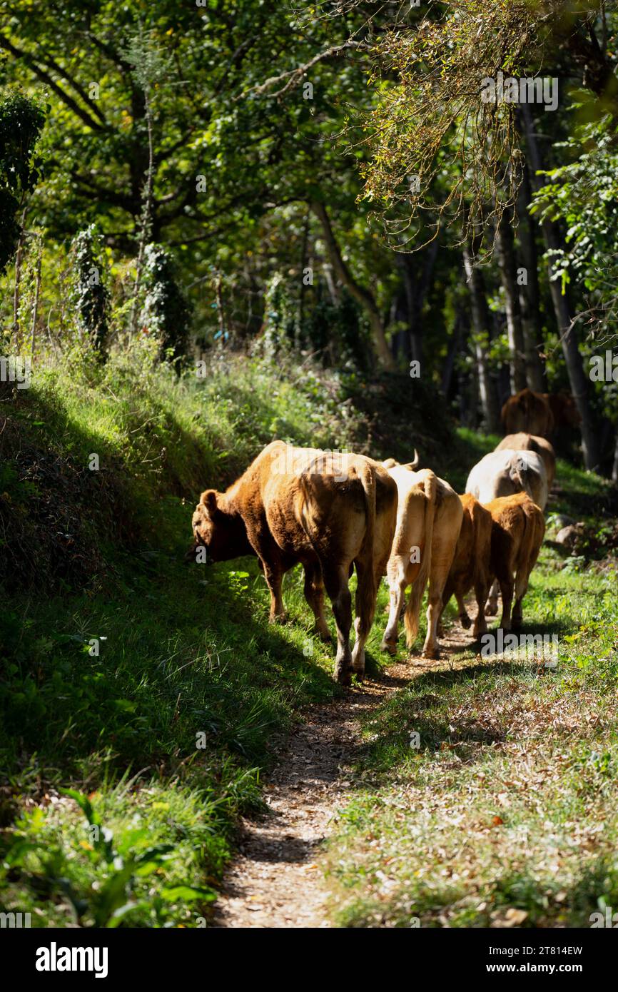 grazing cows in Montemayor del rio village, Salamanca, Spain Stock ...