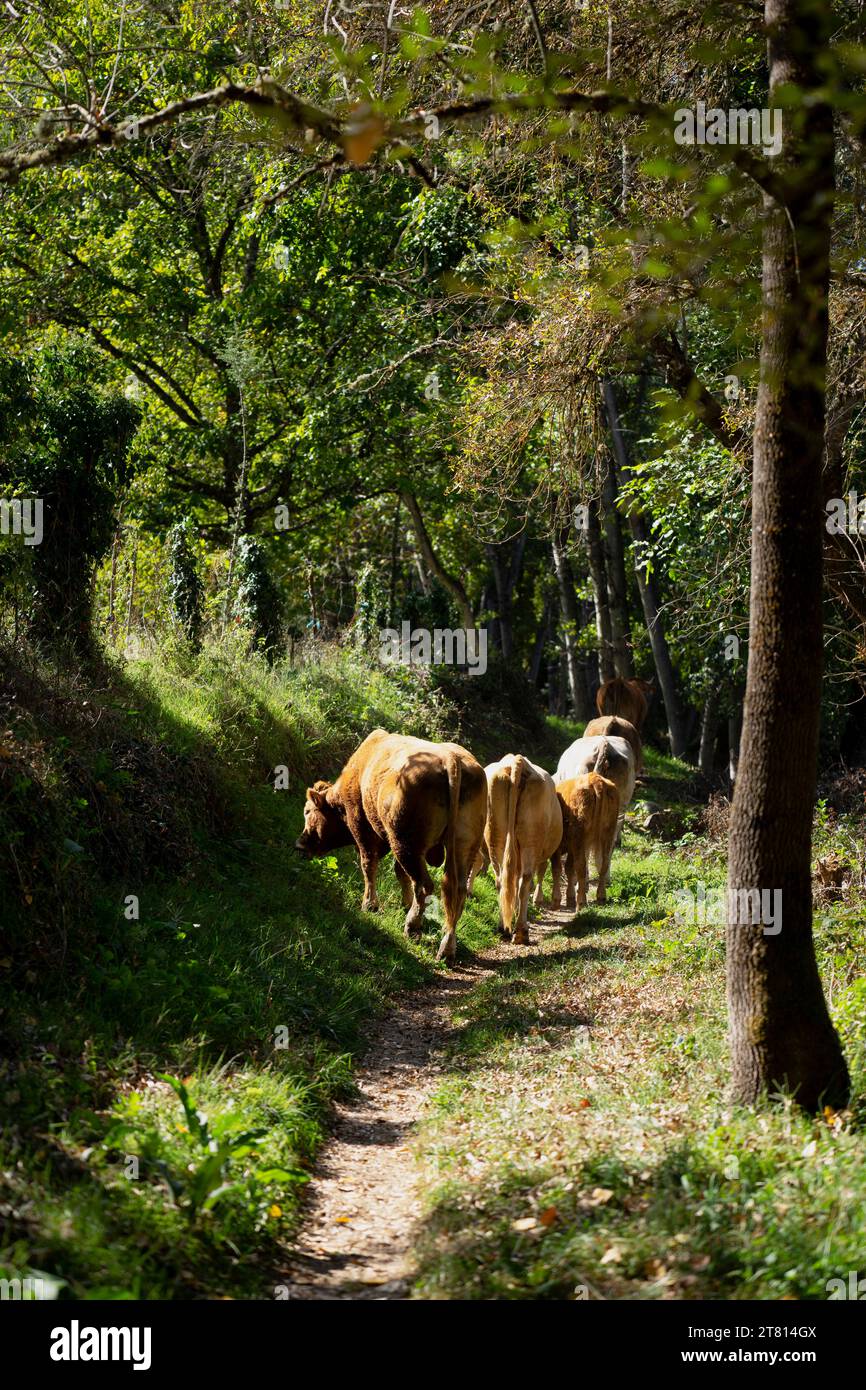 grazing cows in Montemayor del rio village, Salamanca, Spain Stock ...