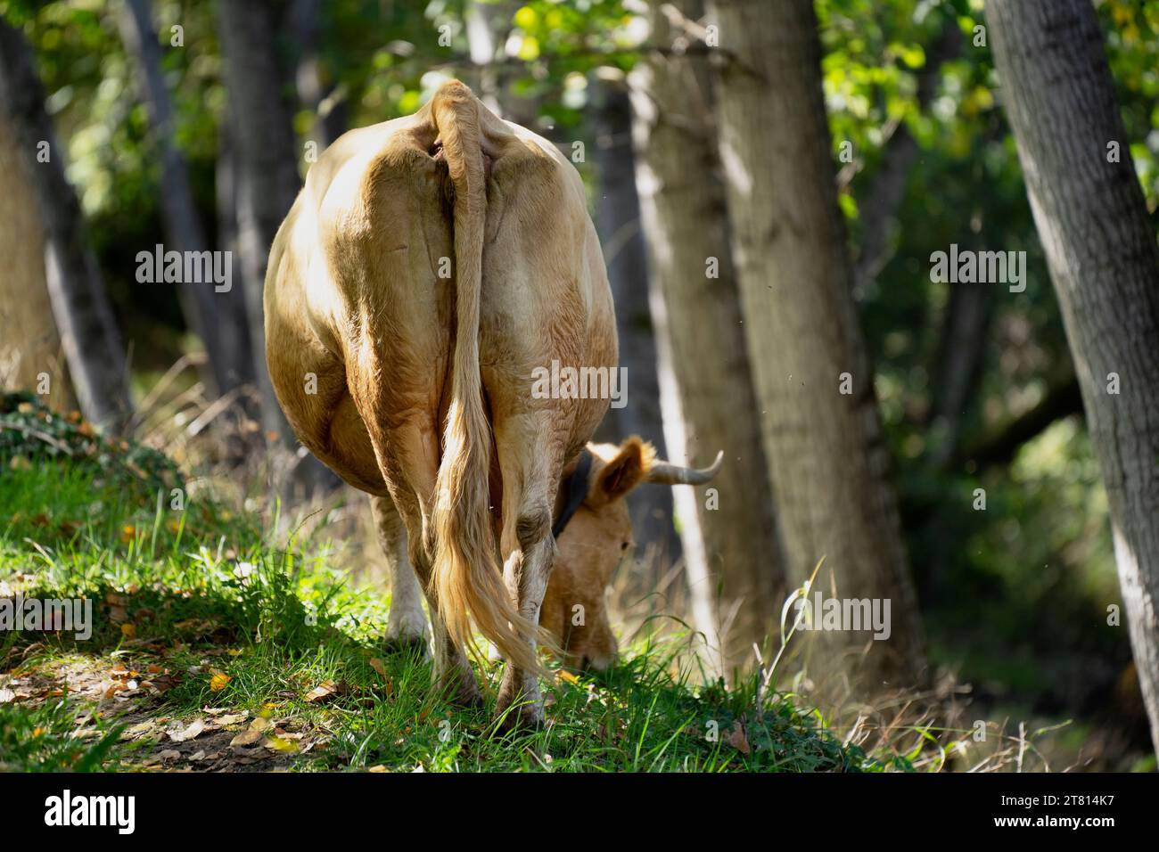 grazing cows in Montemayor del rio village, Salamanca, Spain Stock ...