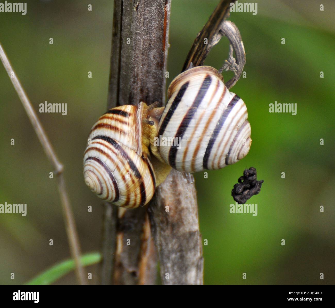 Snails of the active warm season living in the wild Stock Photo - Alamy