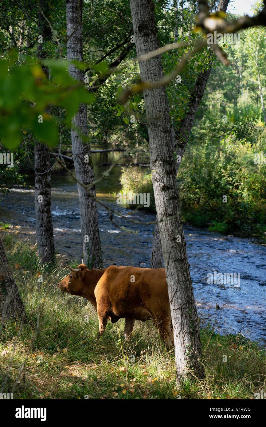 grazing cows in Montemayor del rio village, Salamanca, Spain Stock ...