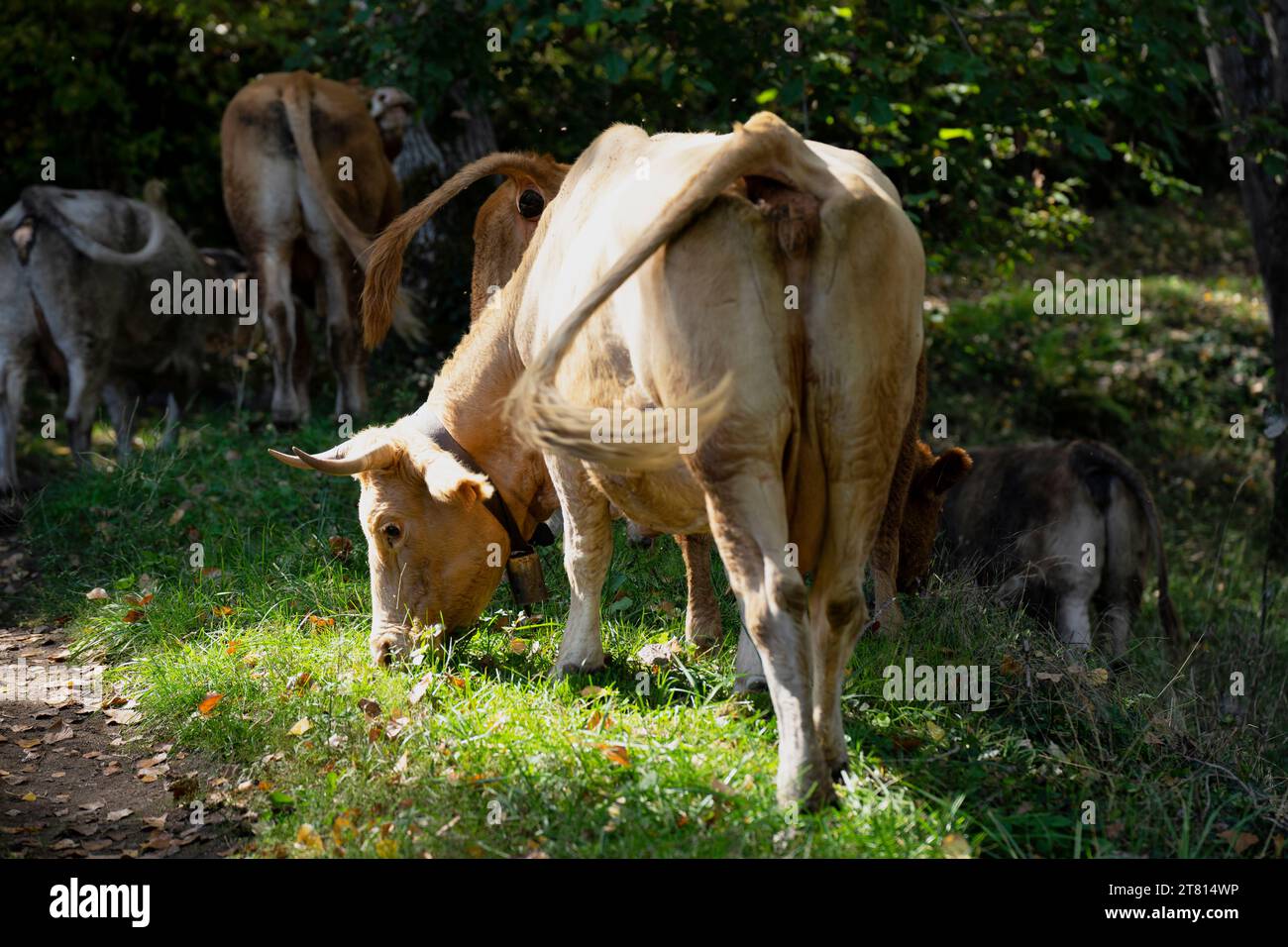 grazing cows in Montemayor del rio village, Salamanca, Spain Stock ...