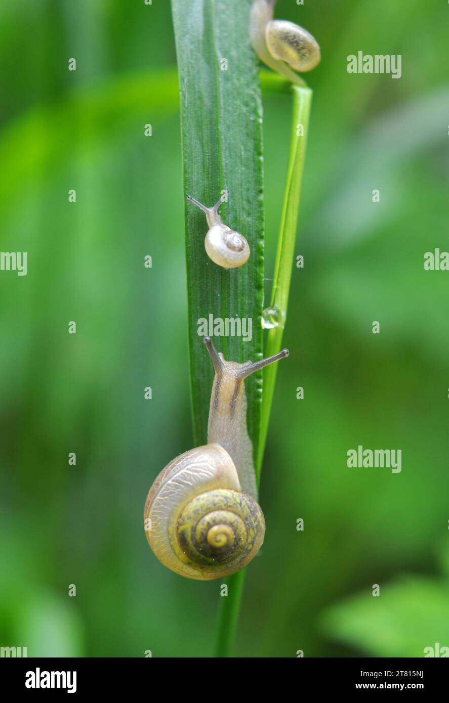Snails of the active warm season living in the wild Stock Photo - Alamy
