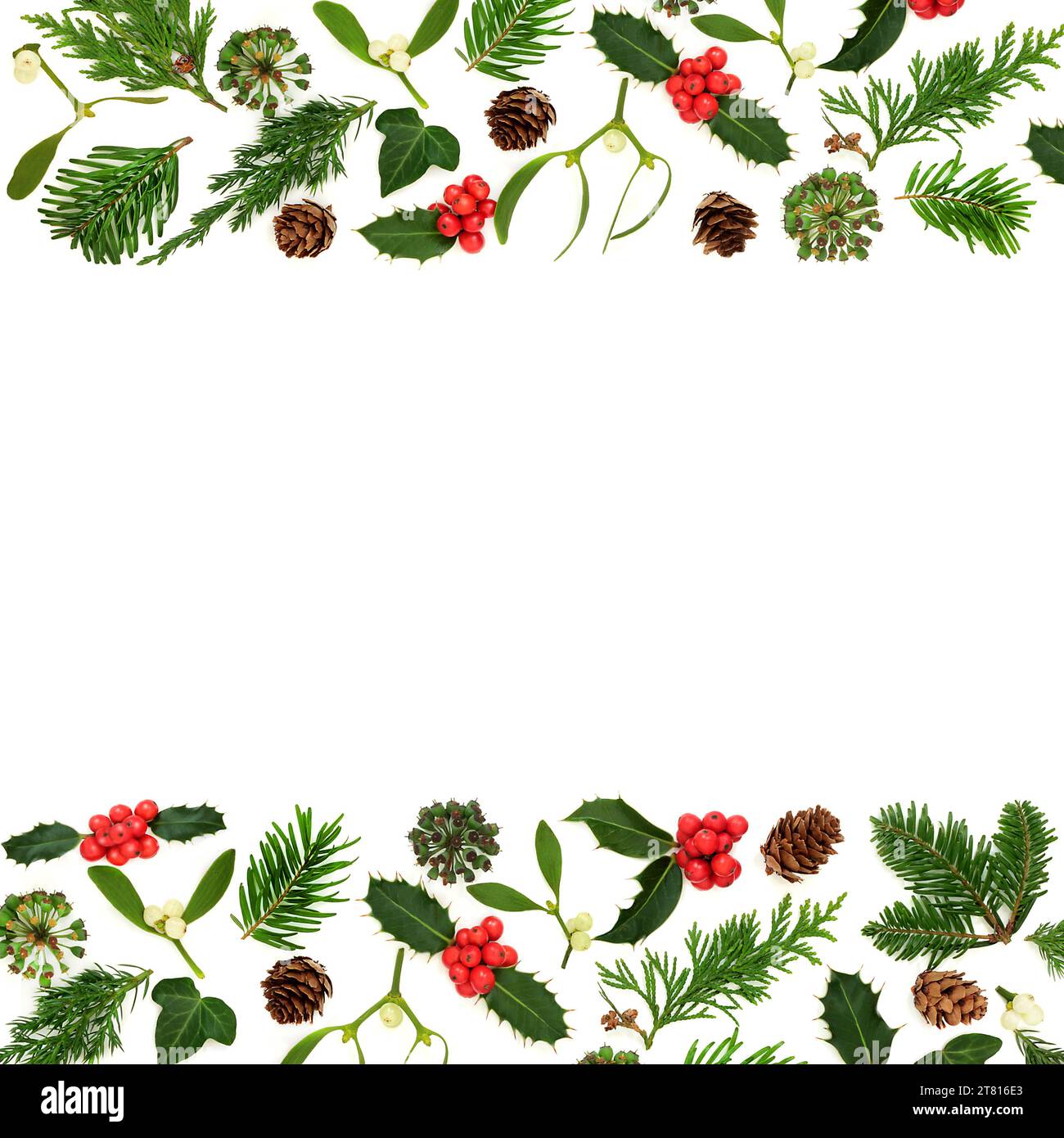 Traditional Christmas winter holly mistletoe and greenery background ...