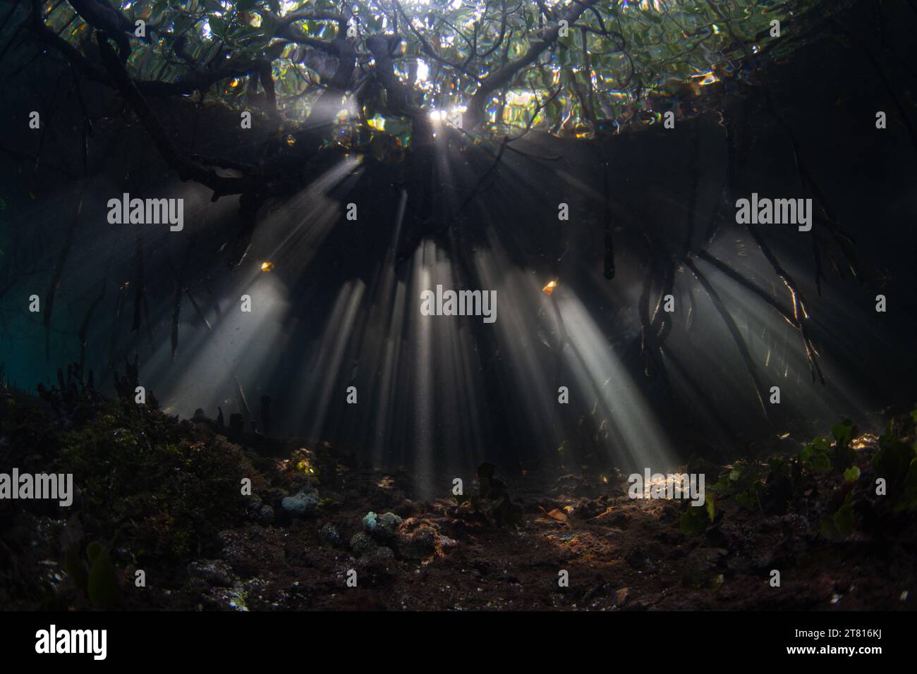 Sunlight filters underwater into the shadows of a dark mangrove forest ...