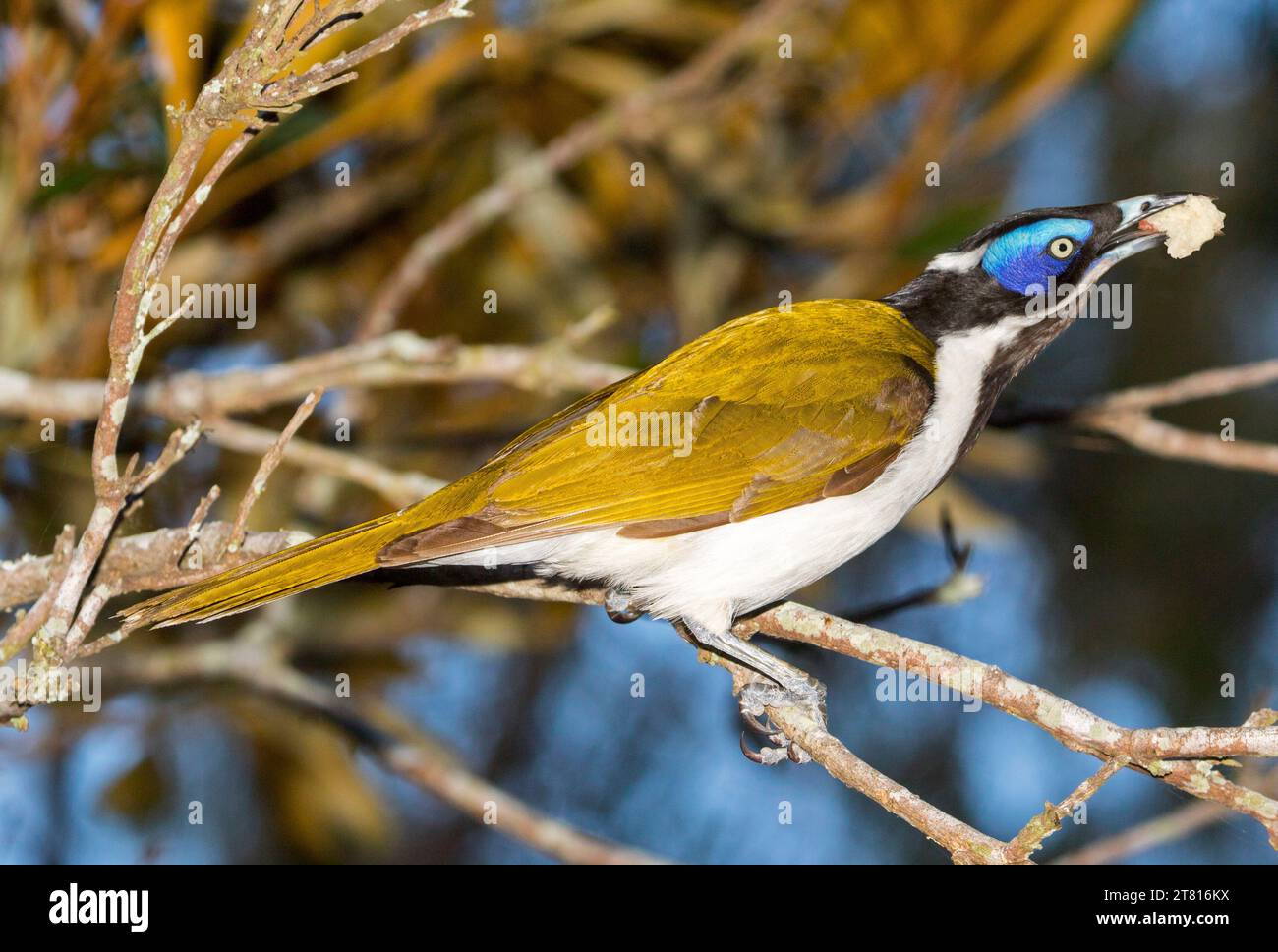Beautiful Australian Blue-faced Honeyeater, Entomyzon cyanotis, with ...