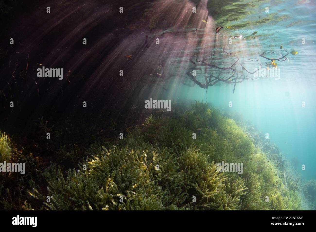 Sunlight filters underwater into the shadows of a dark mangrove forest ...