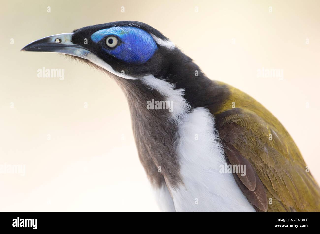 Close-up of face of Australian Blue-faced Honeyeater, Entomyzon ...