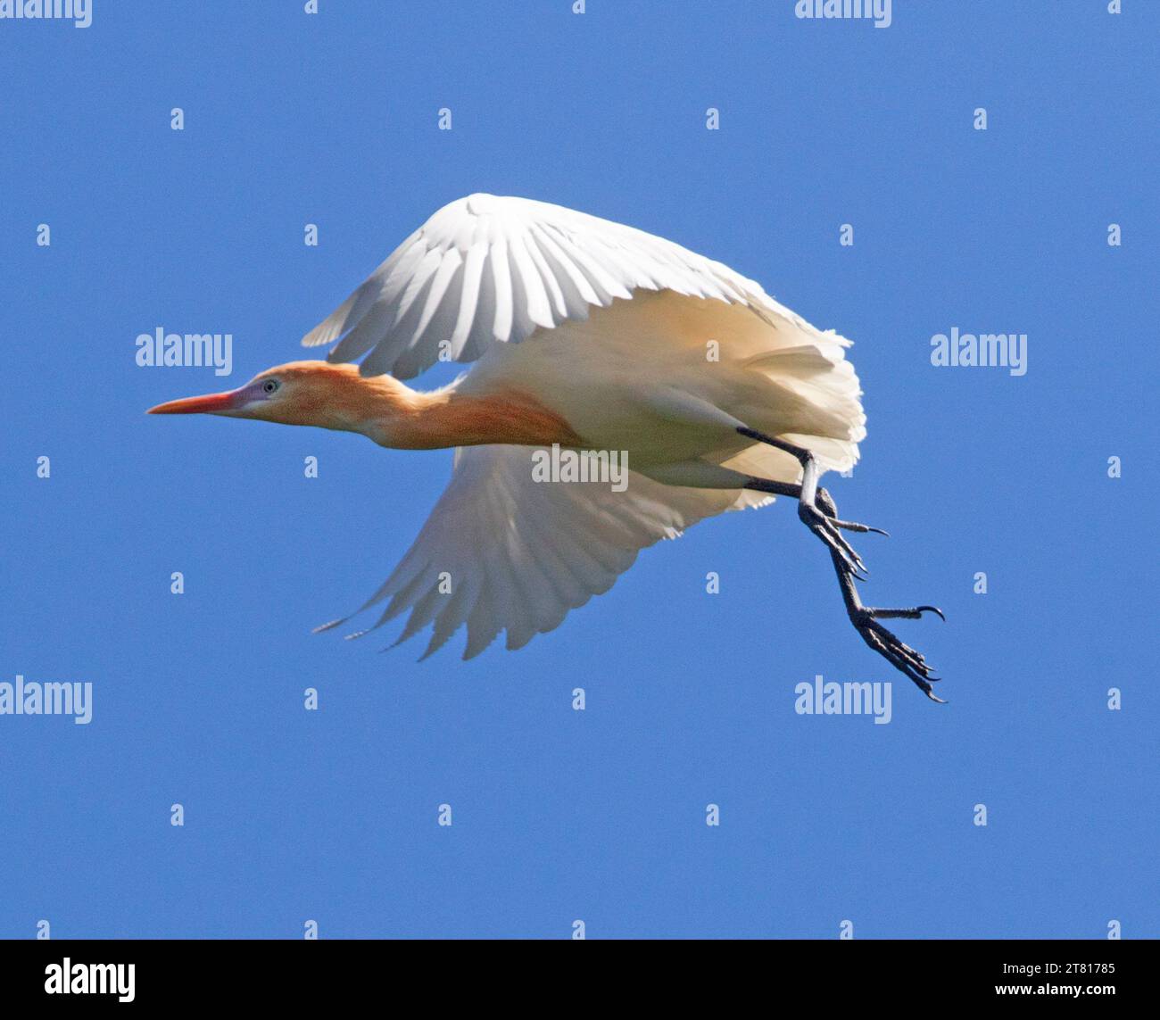 Australian cattle egret breeding hi-res stock photography and images ...