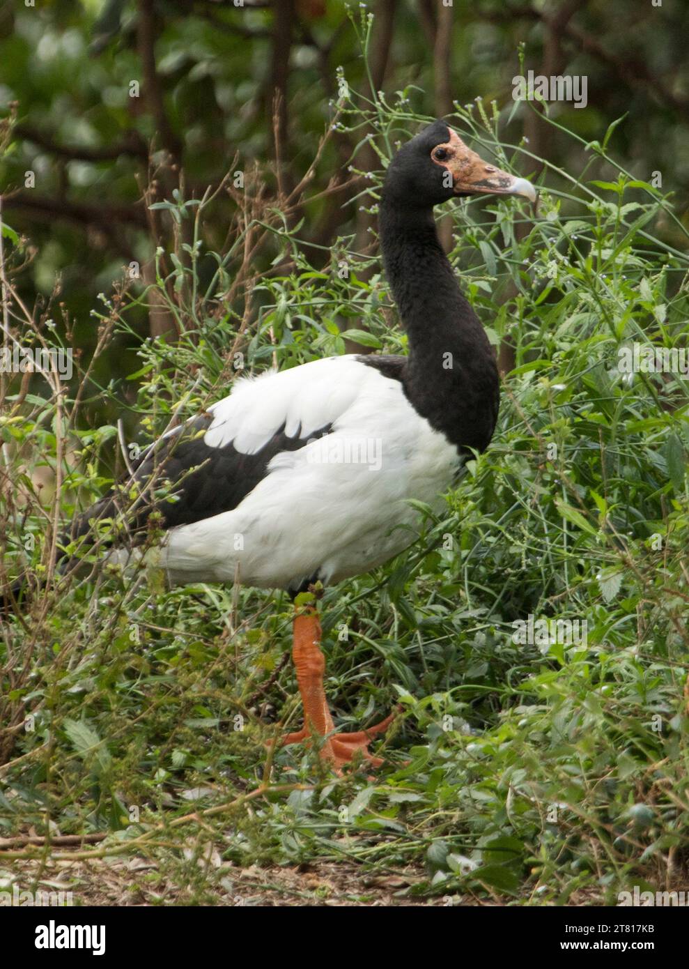 Australian Magpie Goose, Anseranas semipalmata, large black and white ...