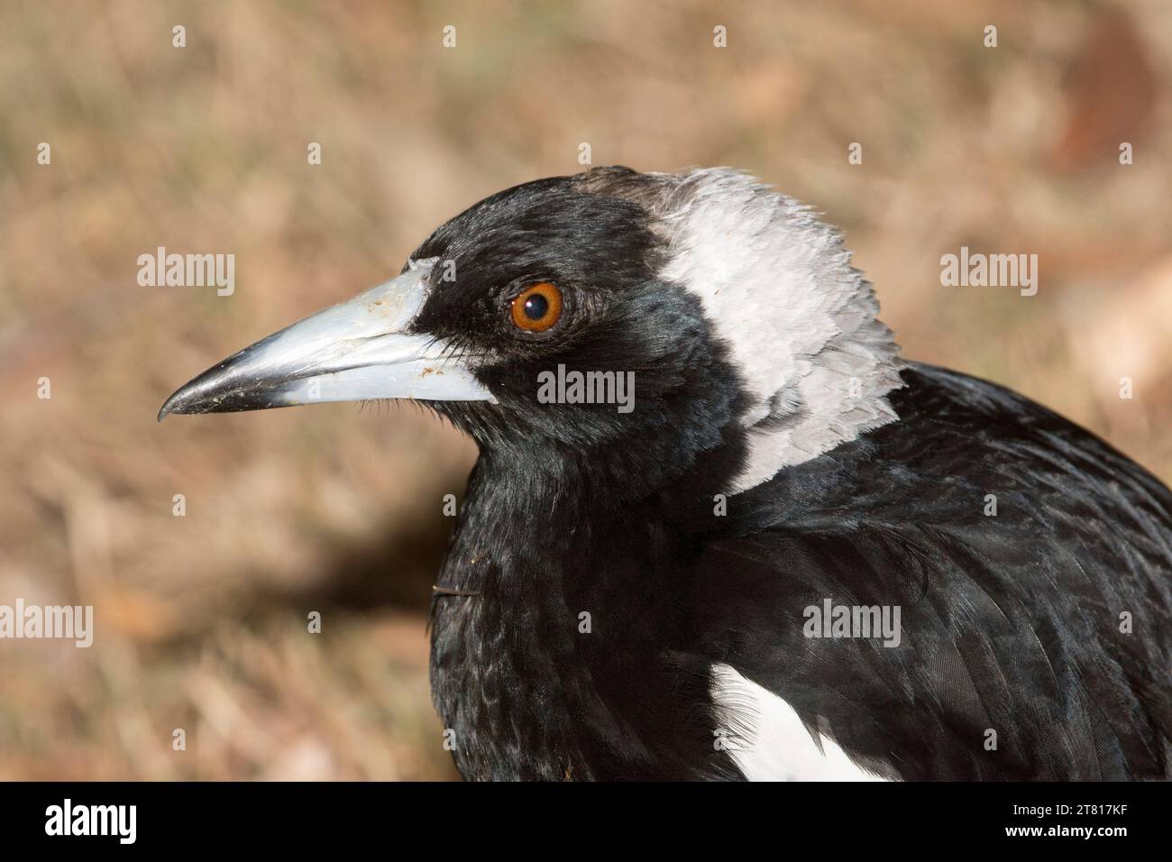 Magpies in the garden hi-res stock photography and images - Alamy
