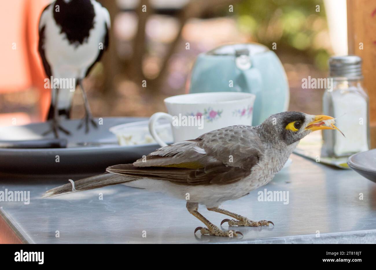 Noisy Miner bird, Manorina melanocephala, with mudlark nearby, beside ...