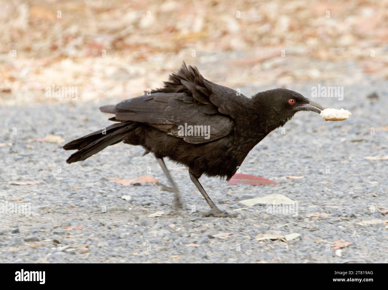 Australian White-winged Chough, Corcorax melanorhamphos, with feathers ...