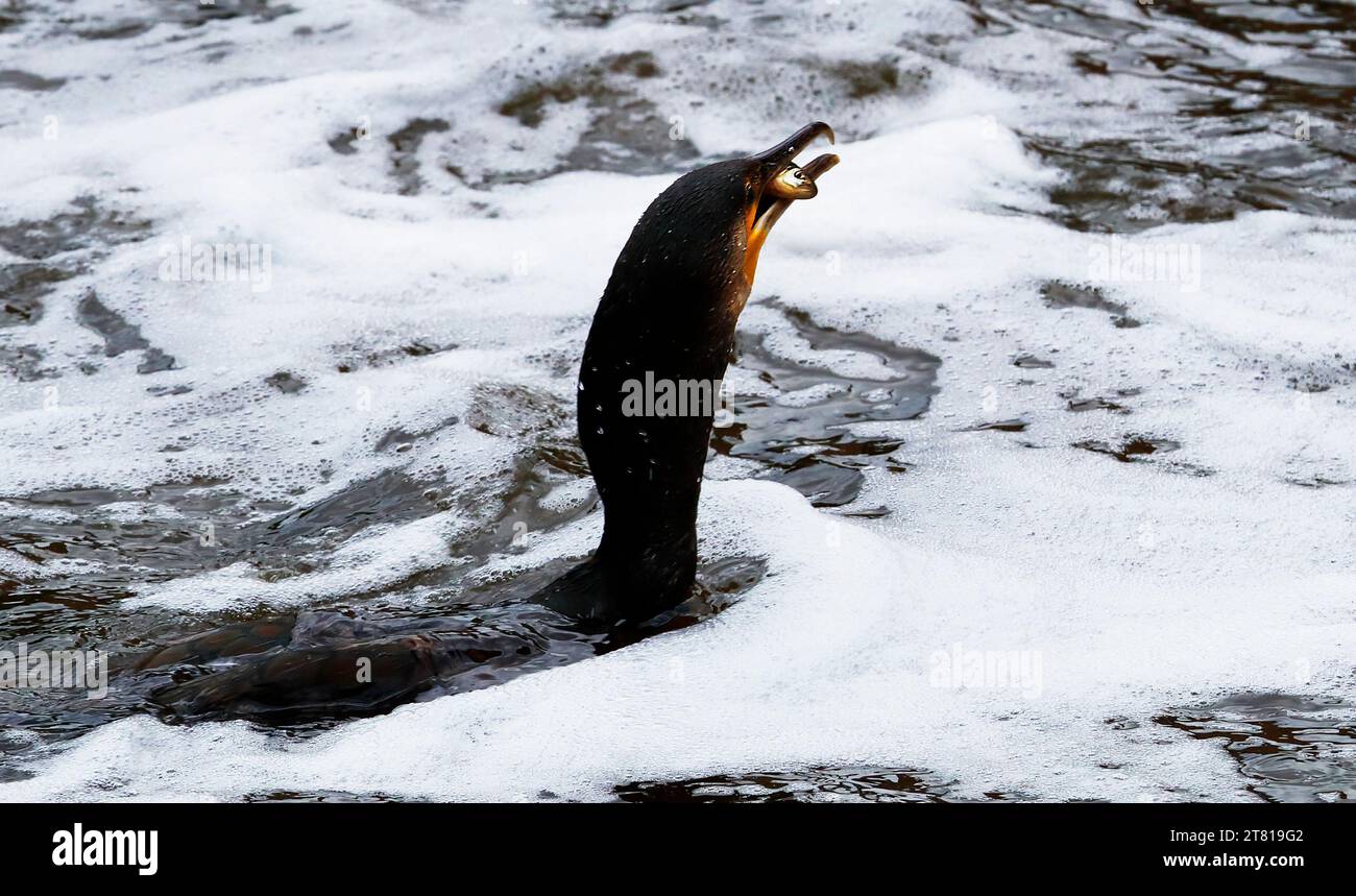 A Cormarant (Phalacrocoracidae) swallowing a fish just caught in the ...