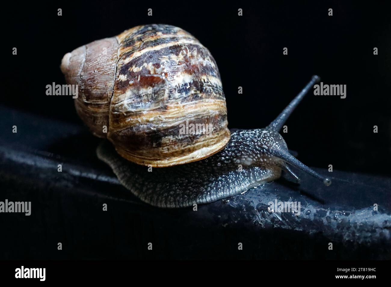 Common Garden Snail (Cornu aspersum) slowly making its way along a wrought iron fence Stock ...