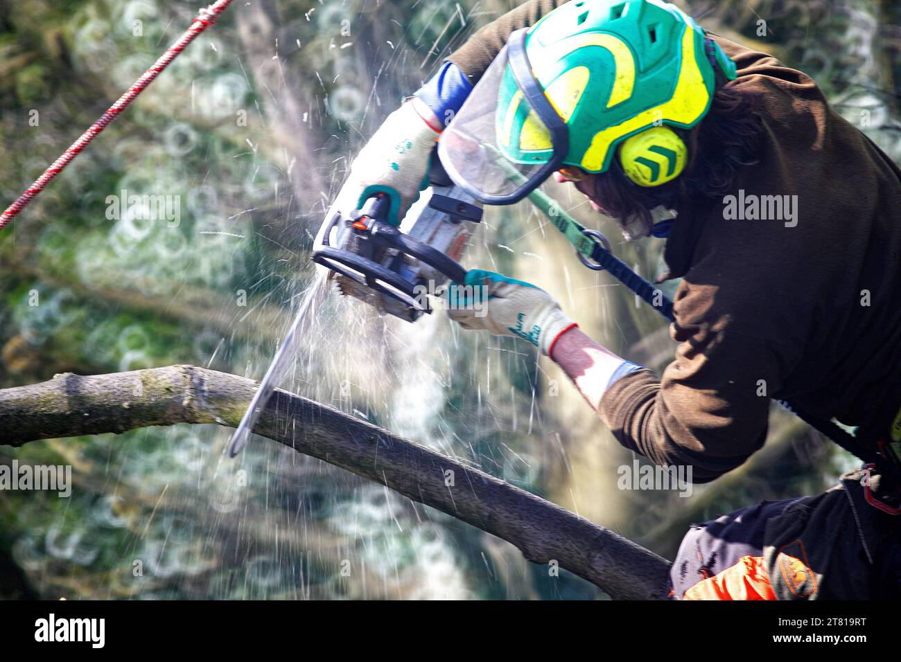 Tree climber, arborist cutting a branch at height Stock Photo - Alamy