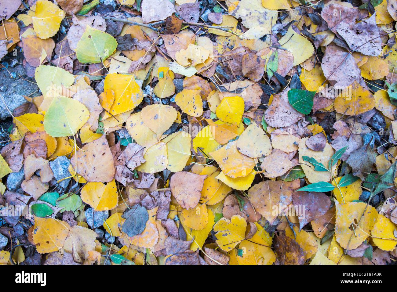 Autumn background with coloured leaves on the ground Stock Photo - Alamy