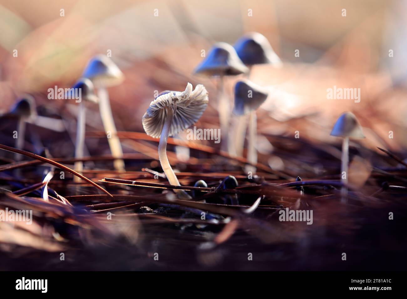 Conical stump hi-res stock photography and images - Alamy