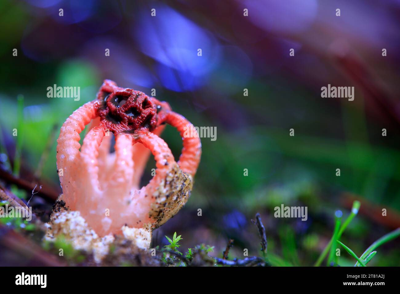 Small in size, it hatches from an egg and develops a peculiar and ...