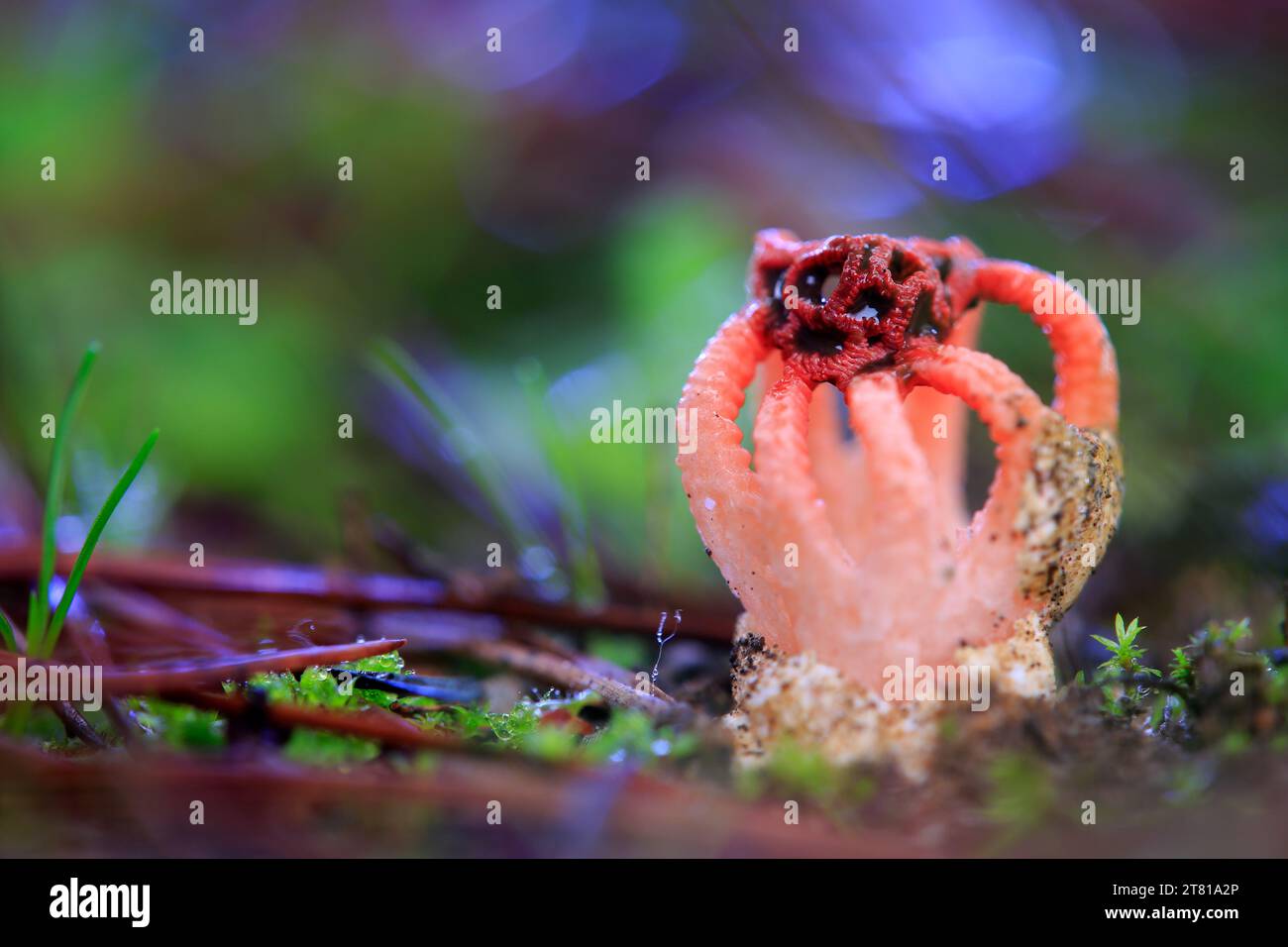 Small in size, it hatches from an egg and develops a peculiar and ...