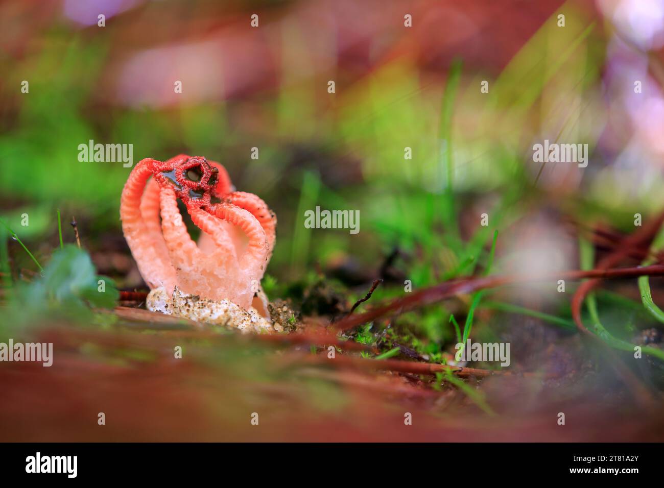 Small in size, it hatches from an egg and develops a peculiar and ...