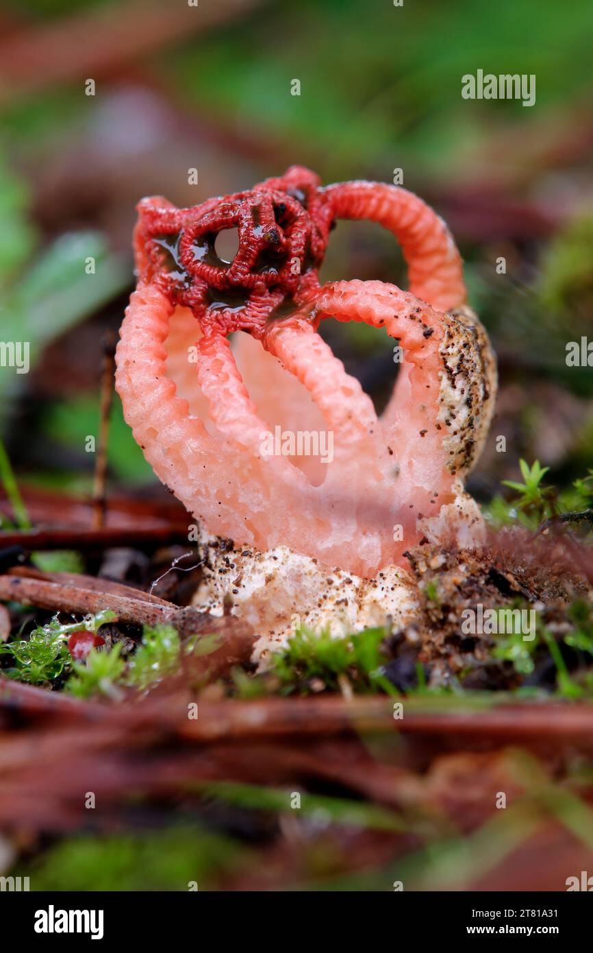 Small in size, it hatches from an egg and develops a peculiar and ...