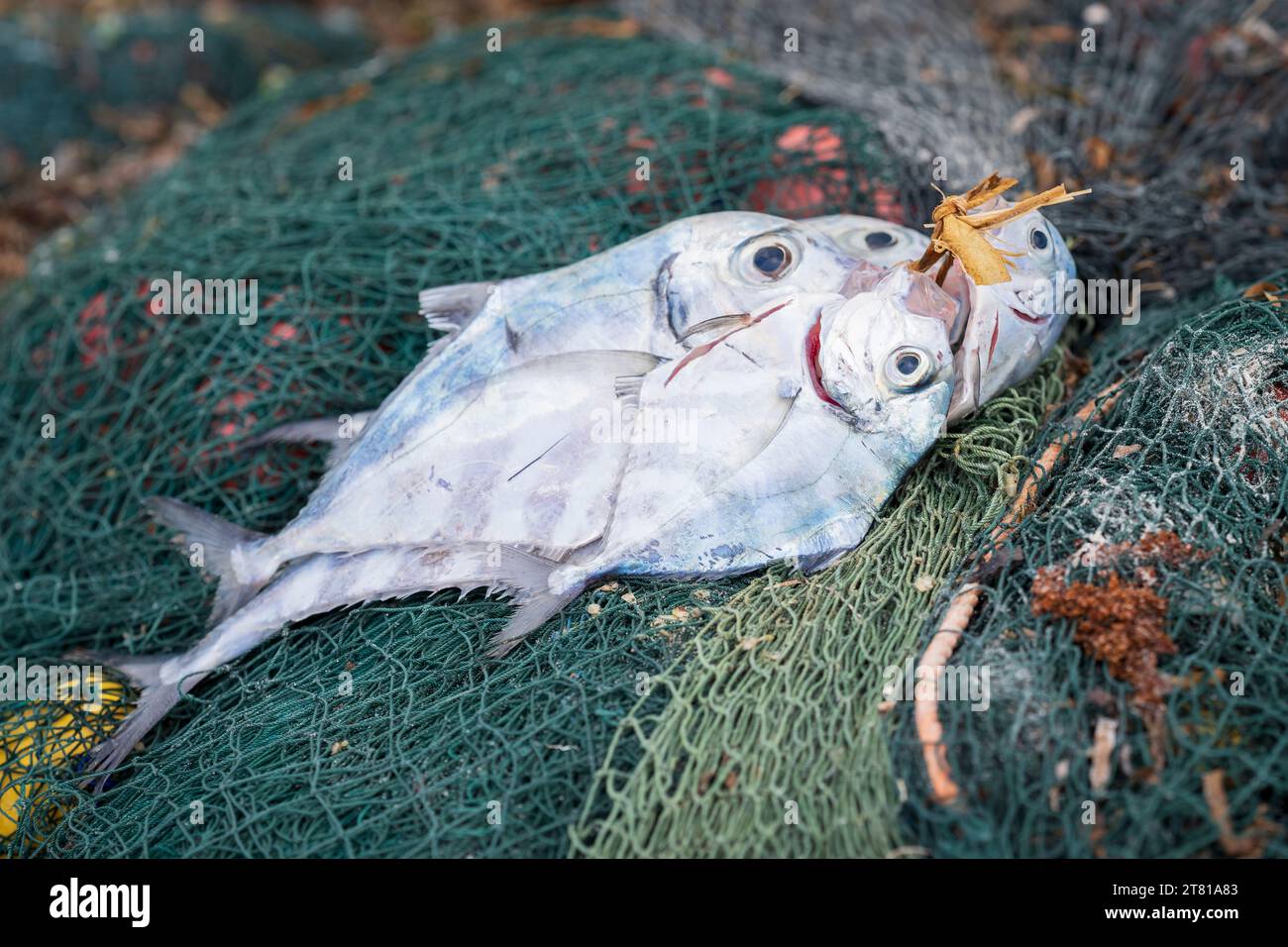 Fish farming tanzania hi-res stock photography and images - Alamy