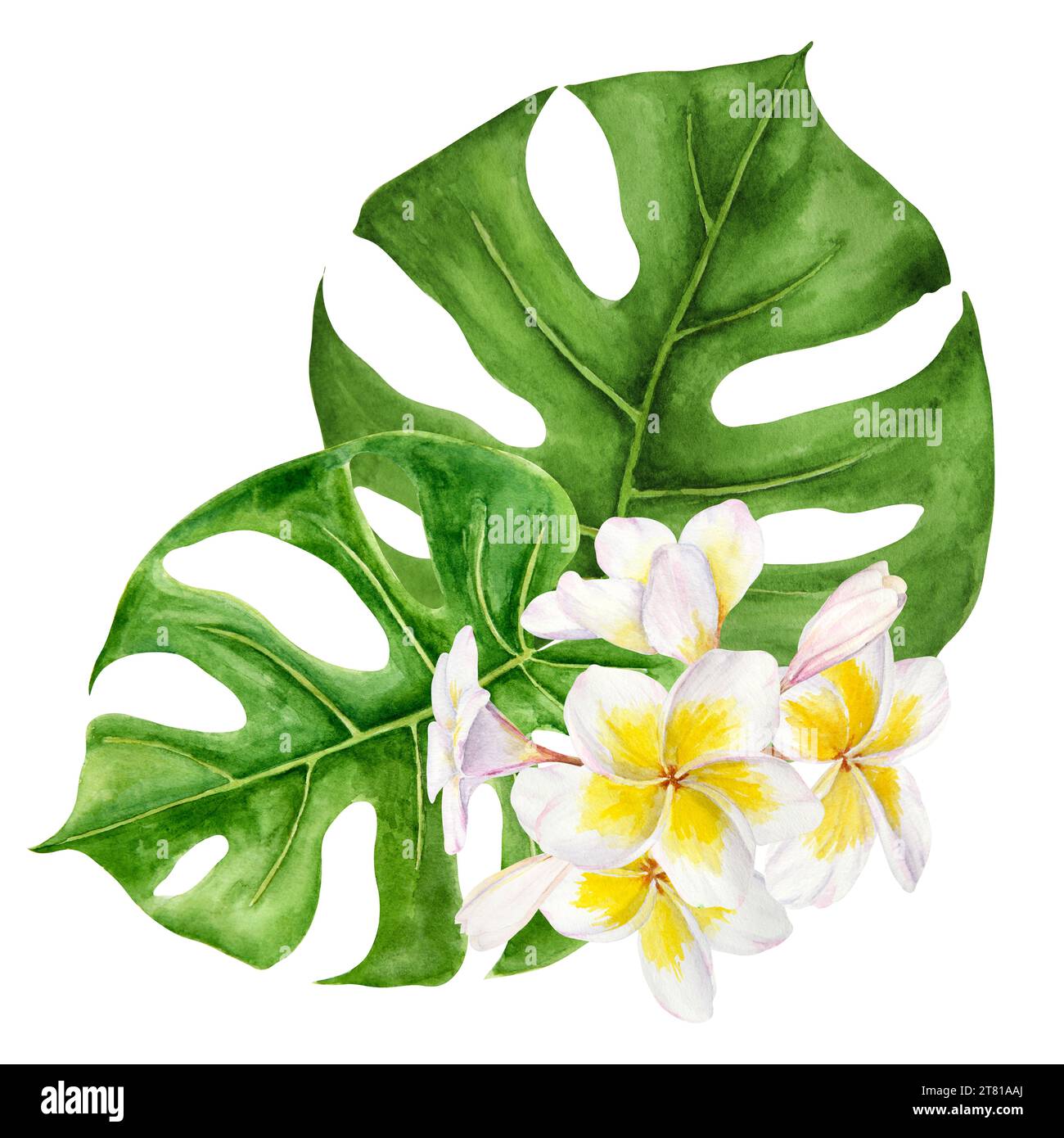 White frangipani, green monstera leaves illustration. Watercolor hand ...