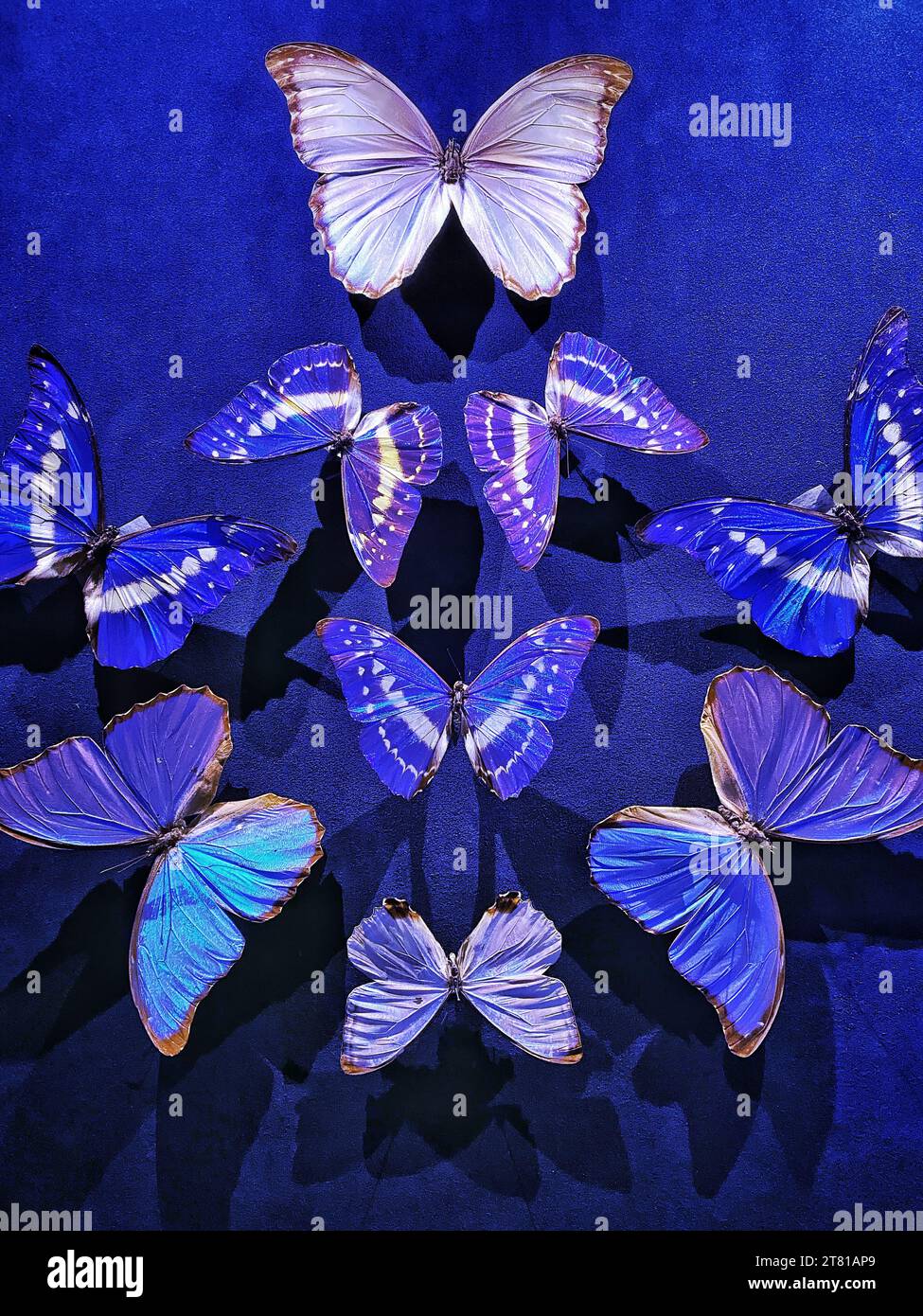 Blue butterflies arranged in a symmetrical pattern Stock Photo - Alamy