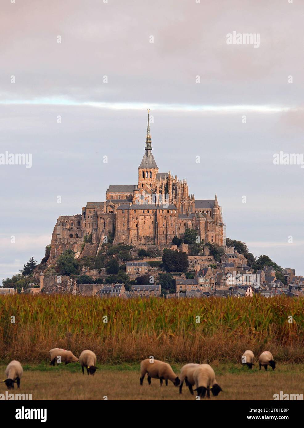 Mont Saint Michel abbey above the hill and flock of grazing sheep Stock ...