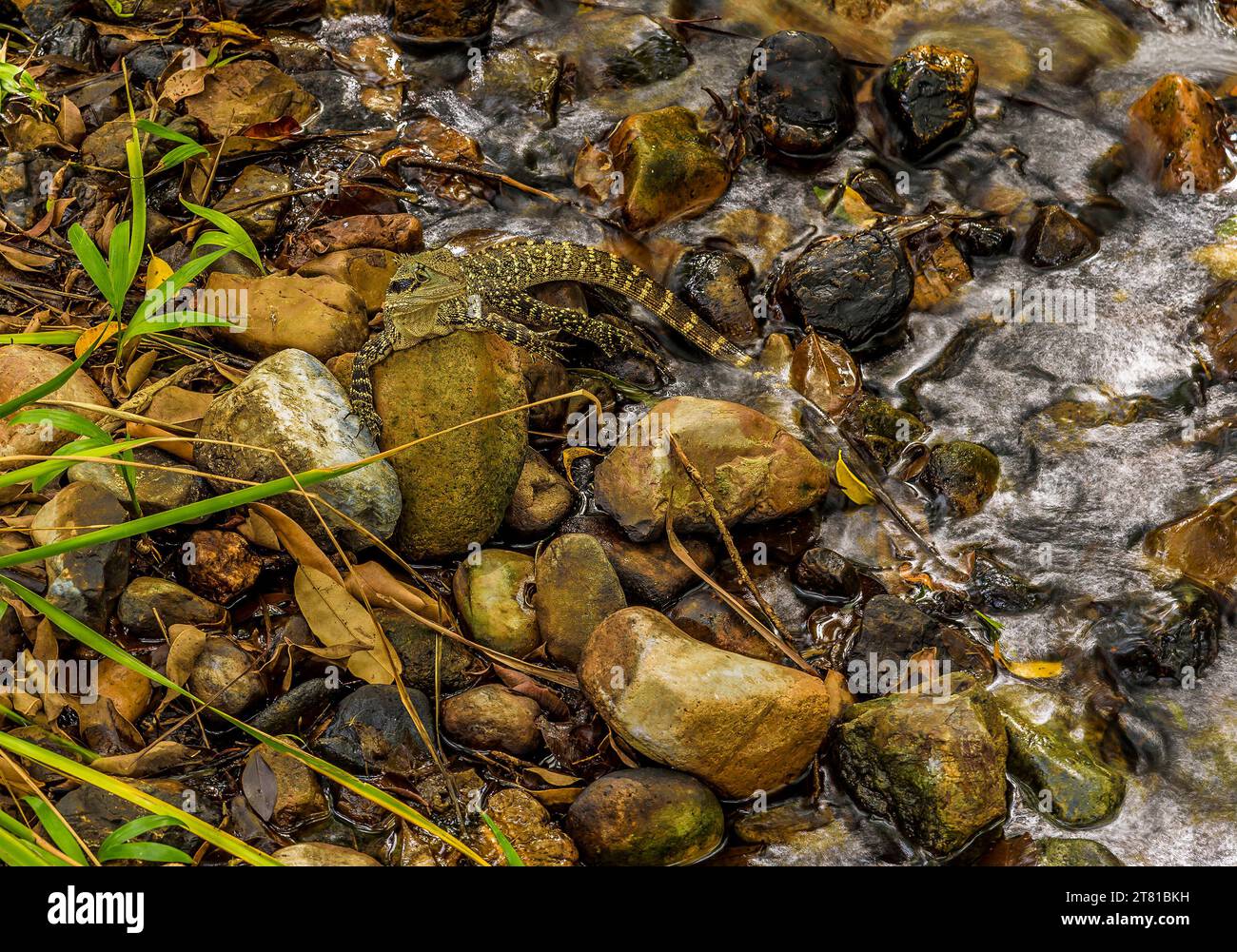 A Frilled Lizard cools its body temperature by draping its tail in a ...