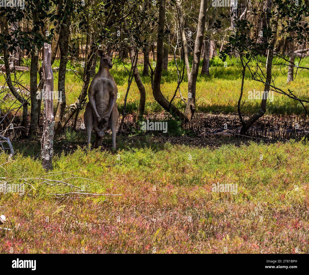 A dominant male Eastern Grey Kangaroo stands guard over his mob in ...