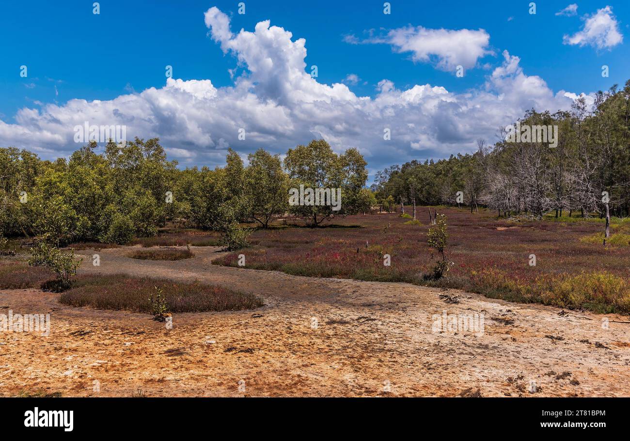 A view across the Lake area of Coombabah Lake Reserve, Queensland Stock ...