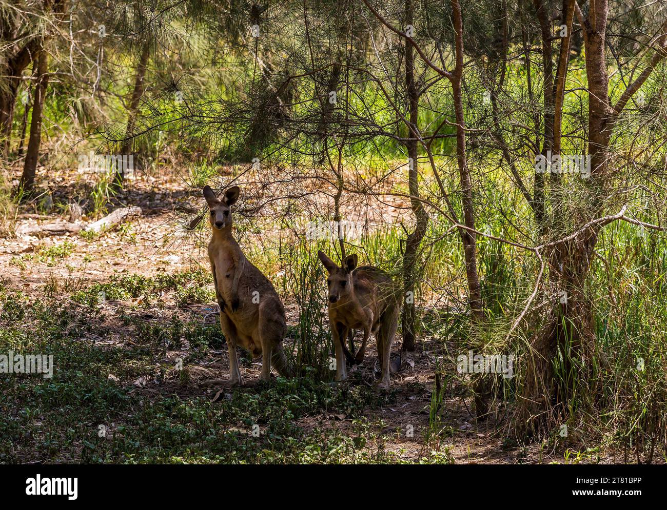 Two kangaroos in the bush poised and alert in Coombabah Lake Reserve ...
