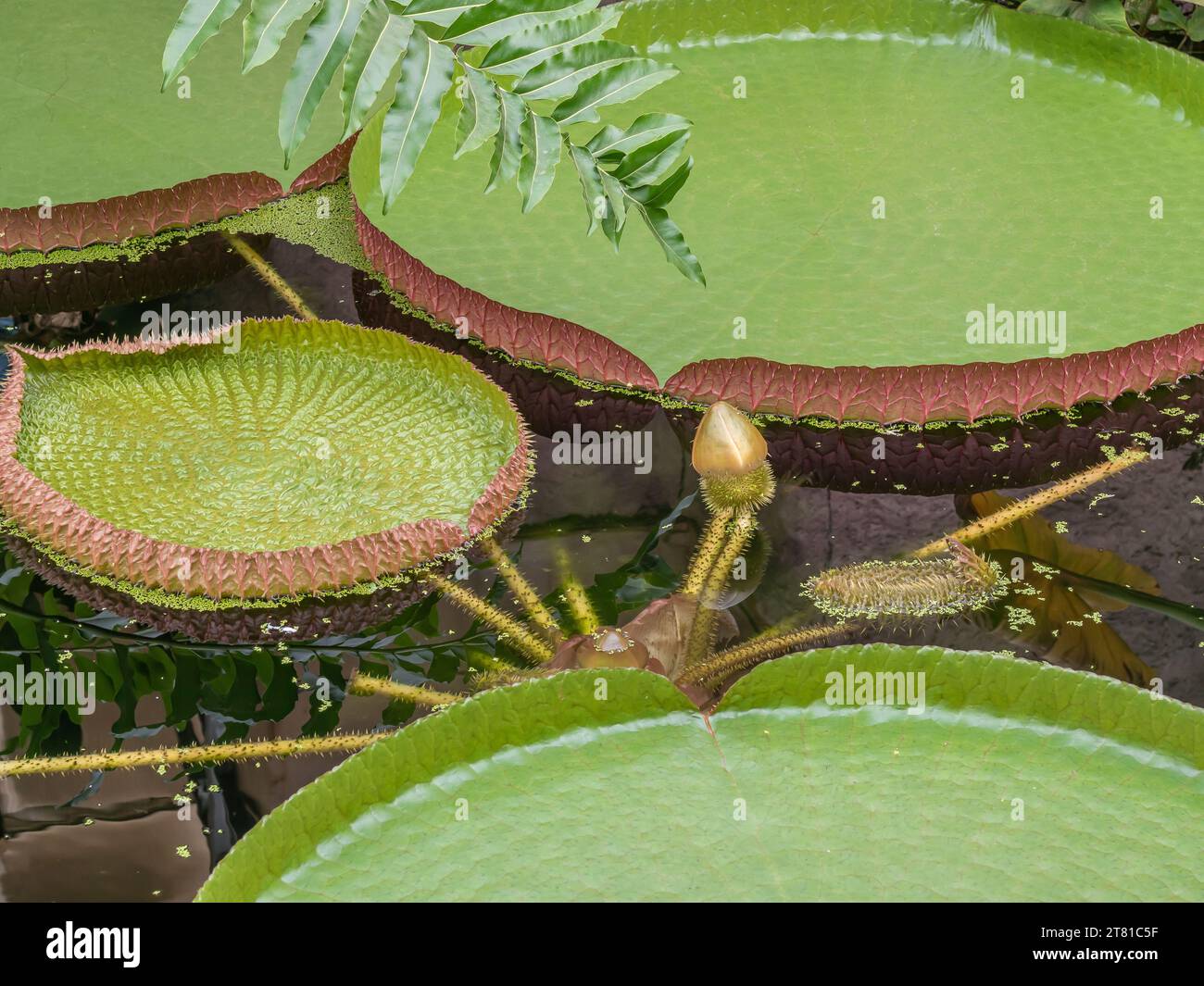 Victoria Amazonica water lily. Huge floating lotus Stock Photo - Alamy