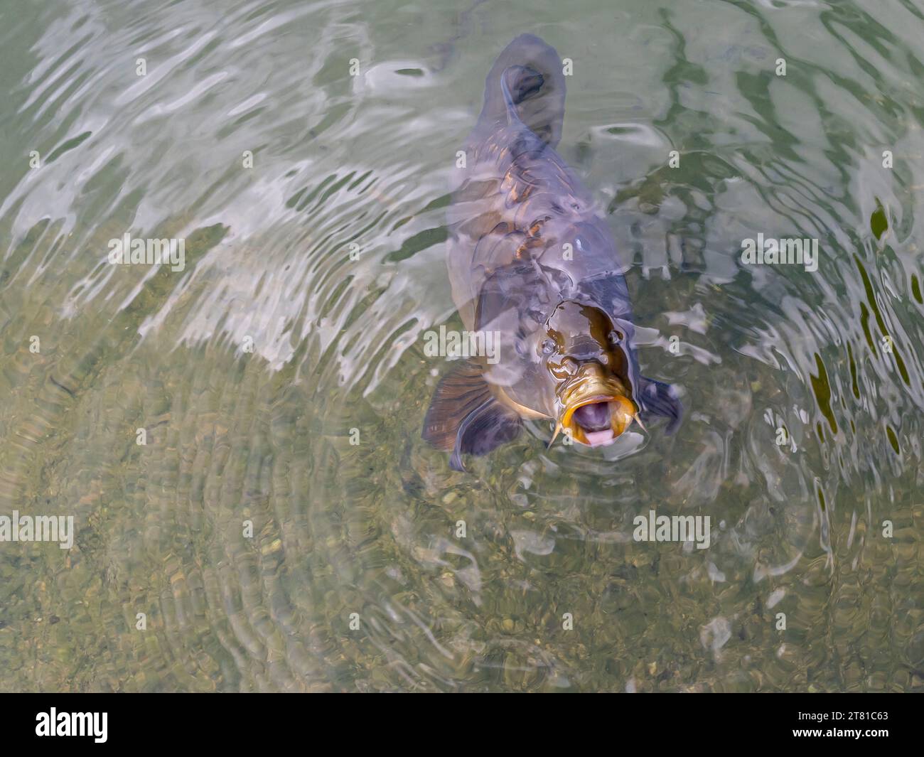 Carp swimming in a river of clean water, (Cyprinus carpio Stock Photo ...