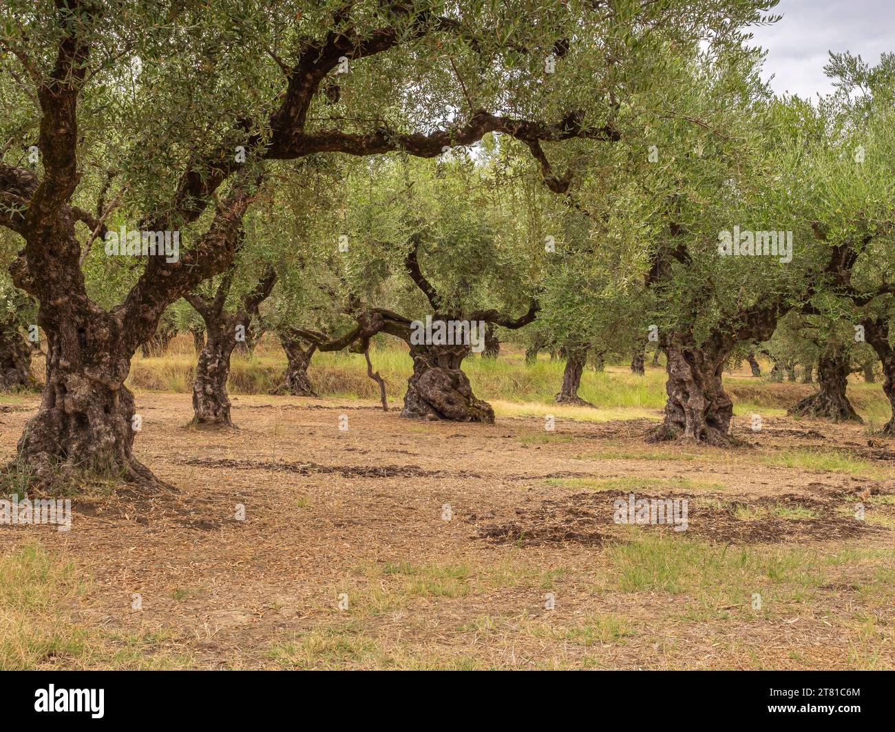 Traditional plantation of olive trees in Grees village Stock Photo - Alamy