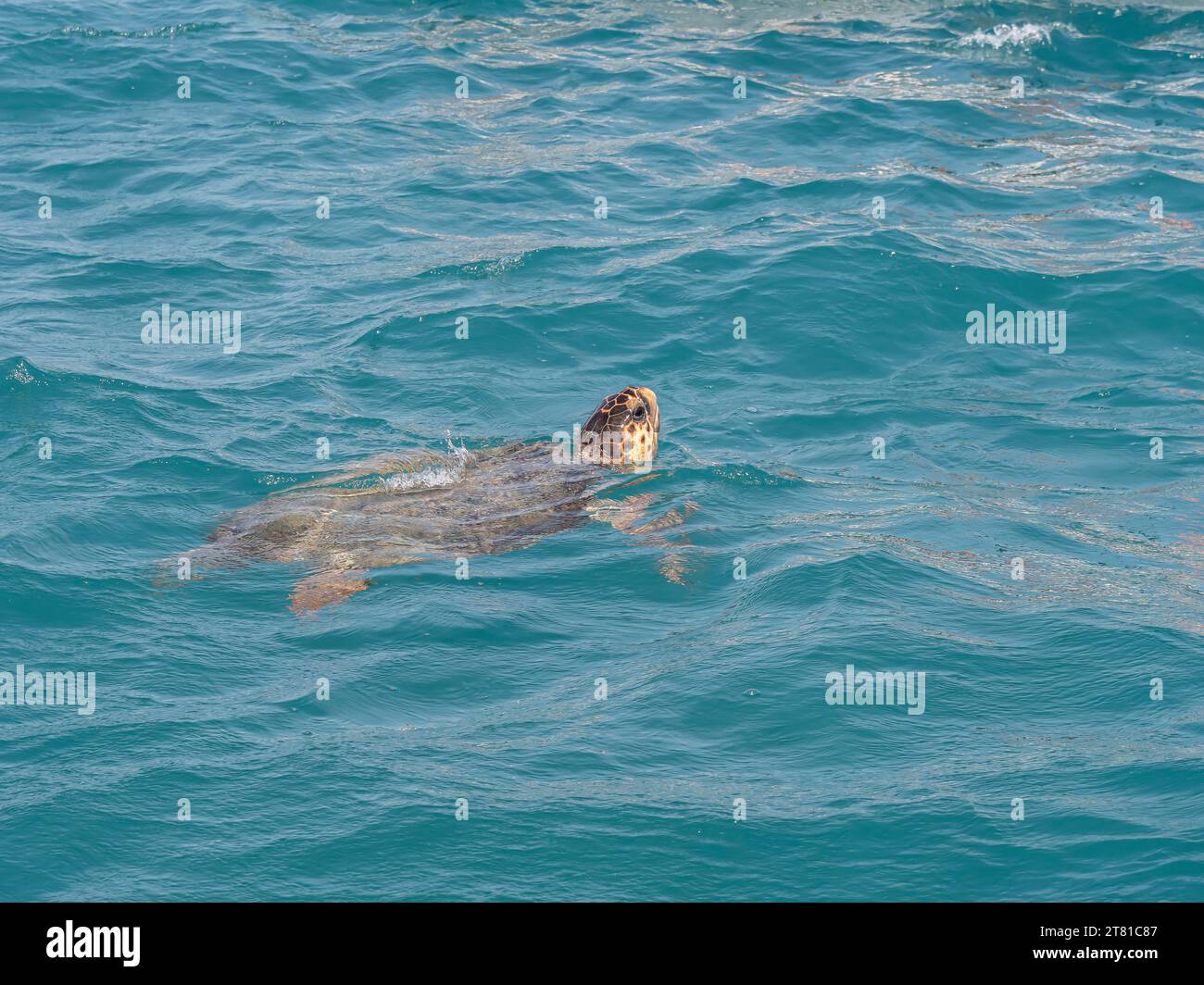 Sea turtle on the sea waves Stock Photo - Alamy