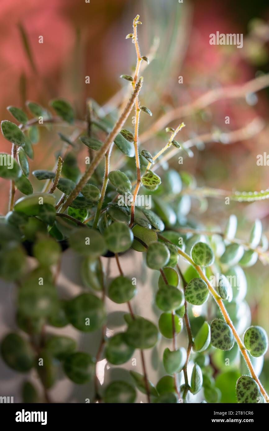 String of turtles flower hi-res stock photography and images - Alamy