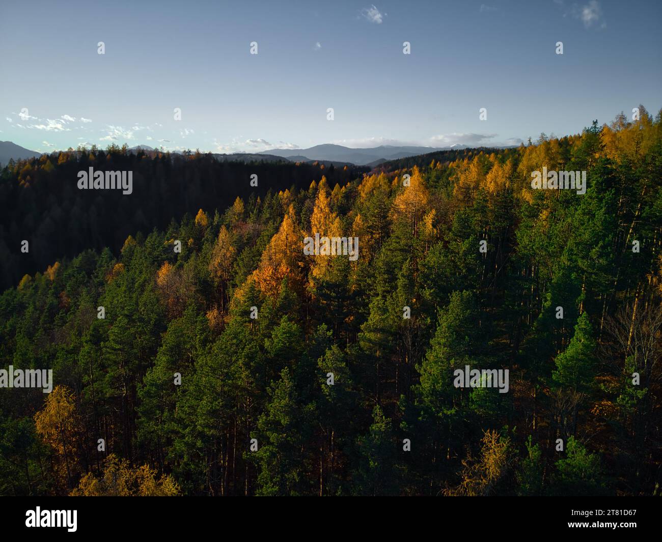 Captivating forest hi-res stock photography and images - Alamy