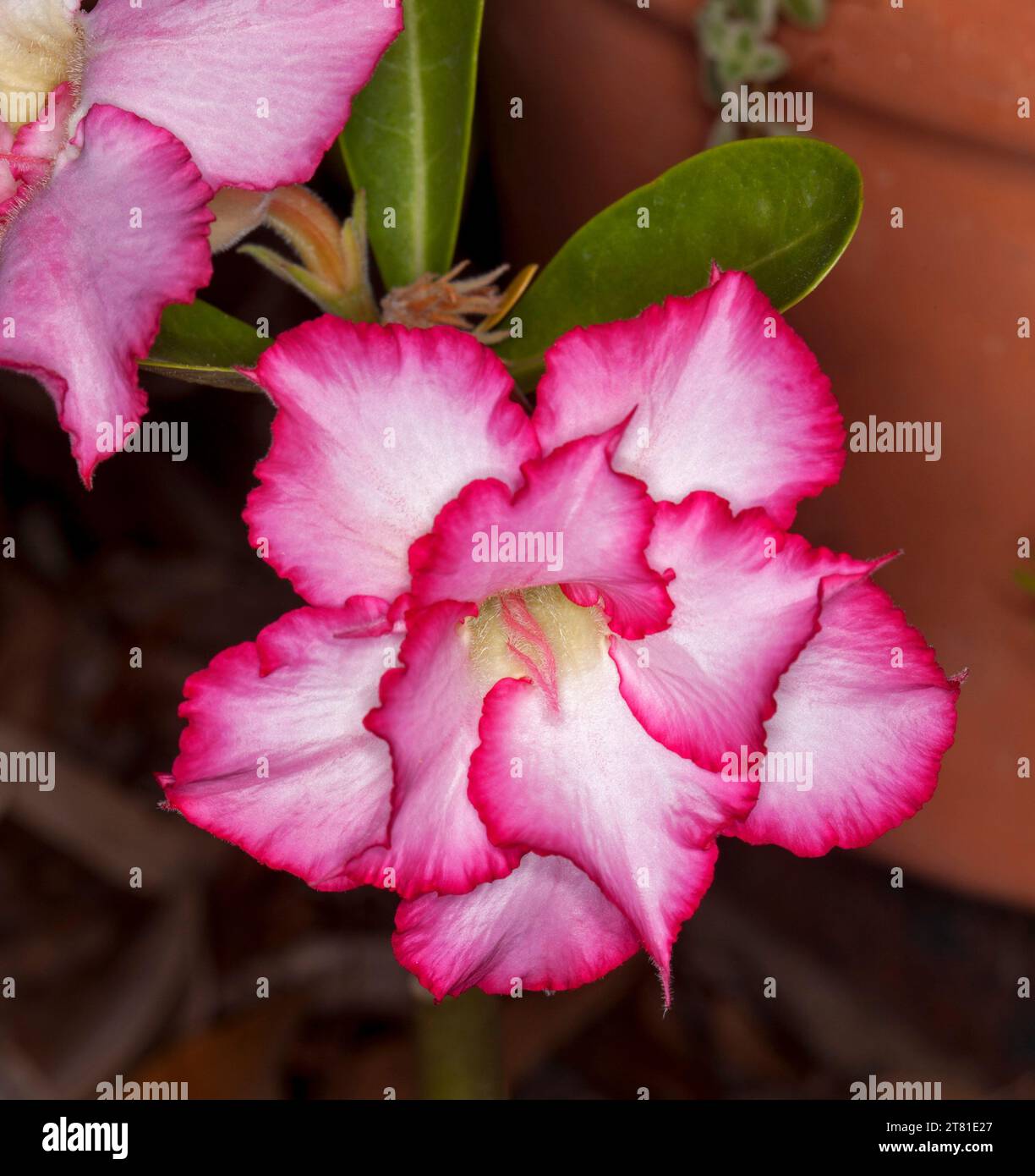 Flowers, gardens & plants Stock Photos & Images from Alamy