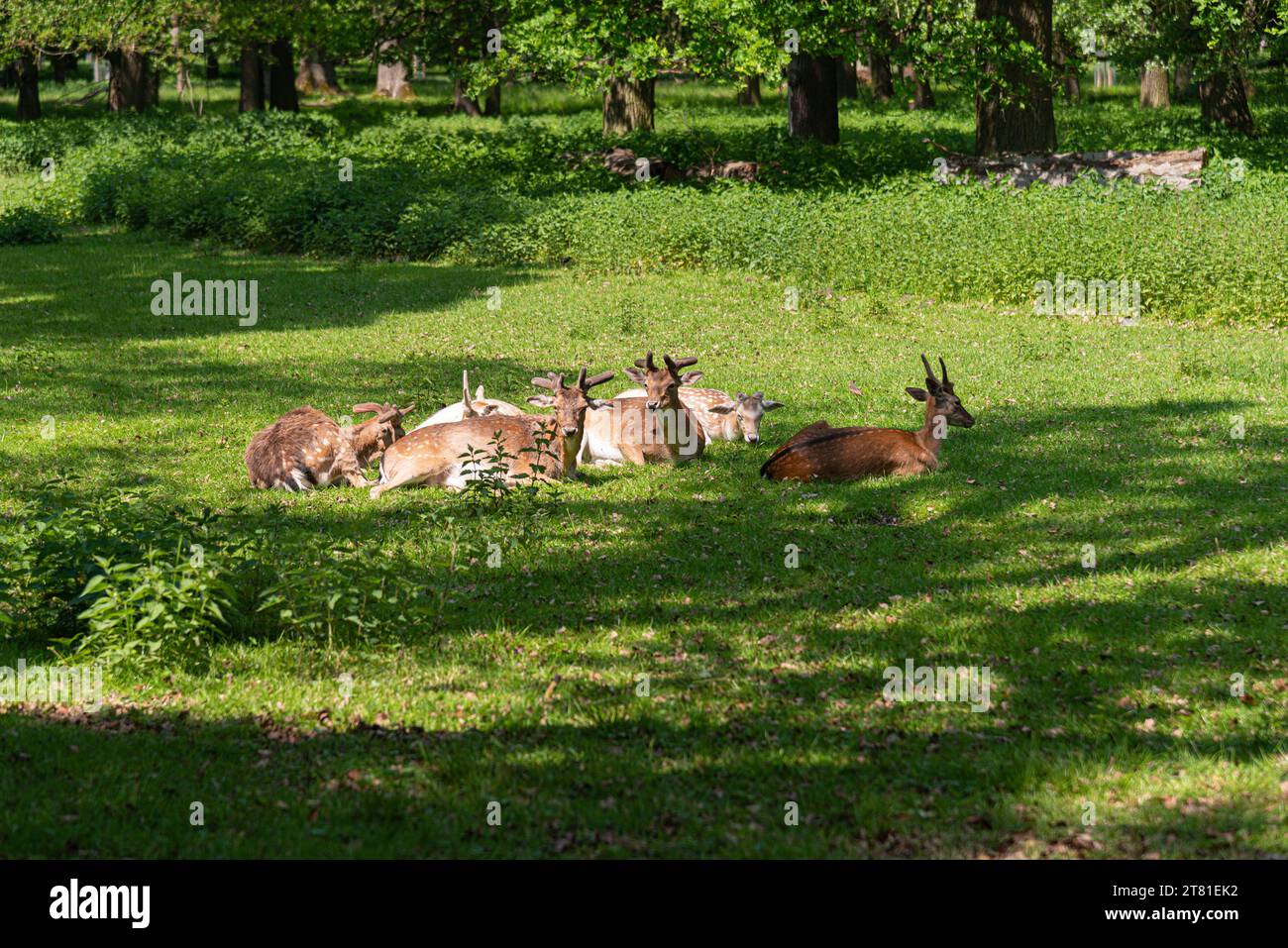 Herd of wild deer rest hi-res stock photography and images - Alamy