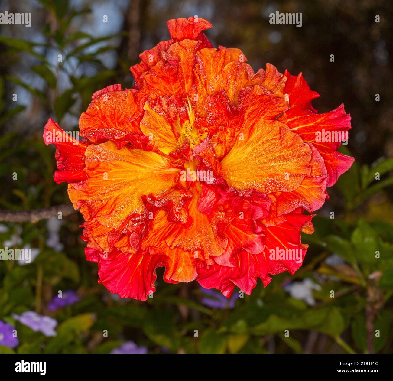 Large and spectacular vivid flame red / orange double flower with ...