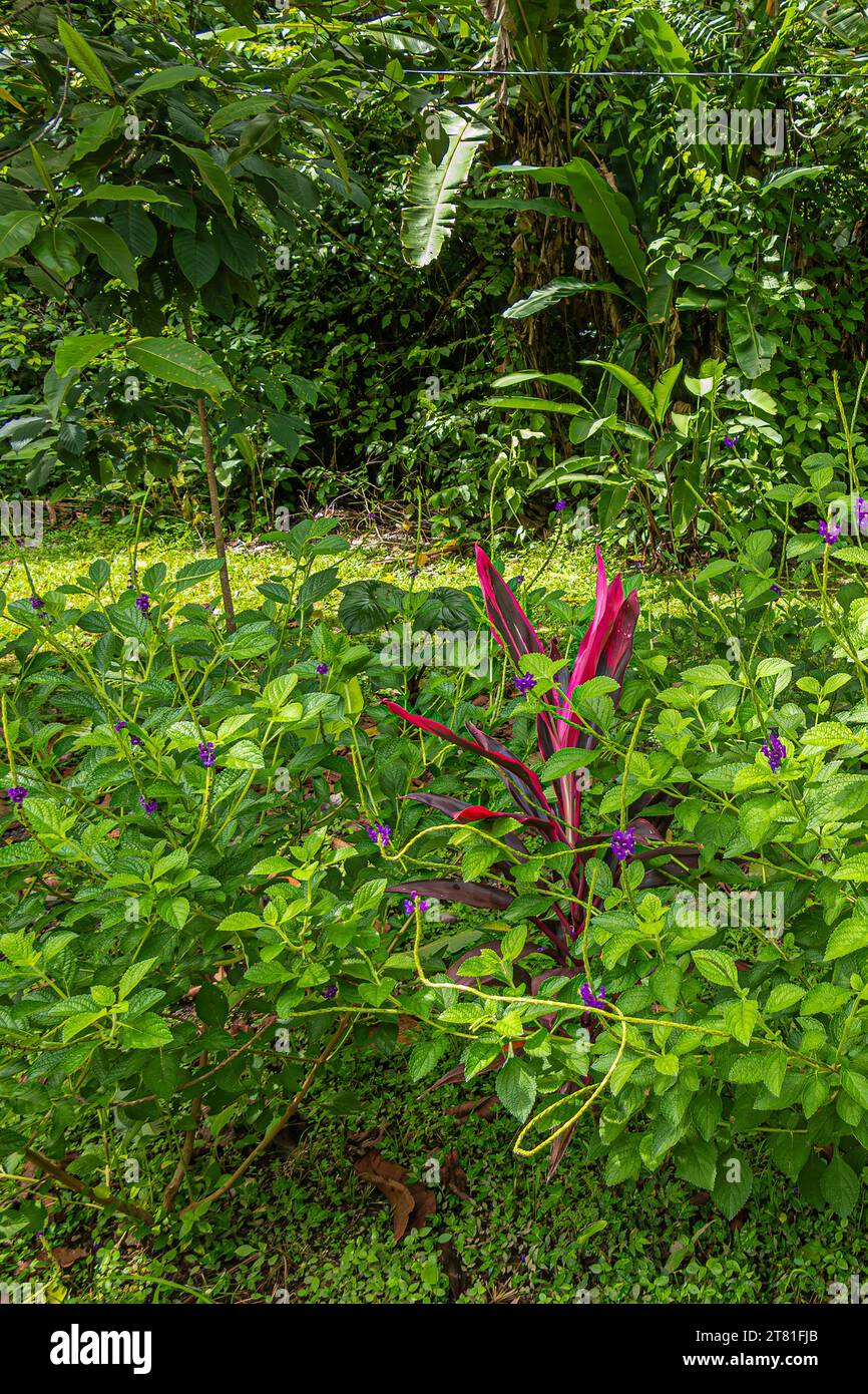 Costa Rica, Parque Nacional Carara - July 22, 2023: closeup of bright ...